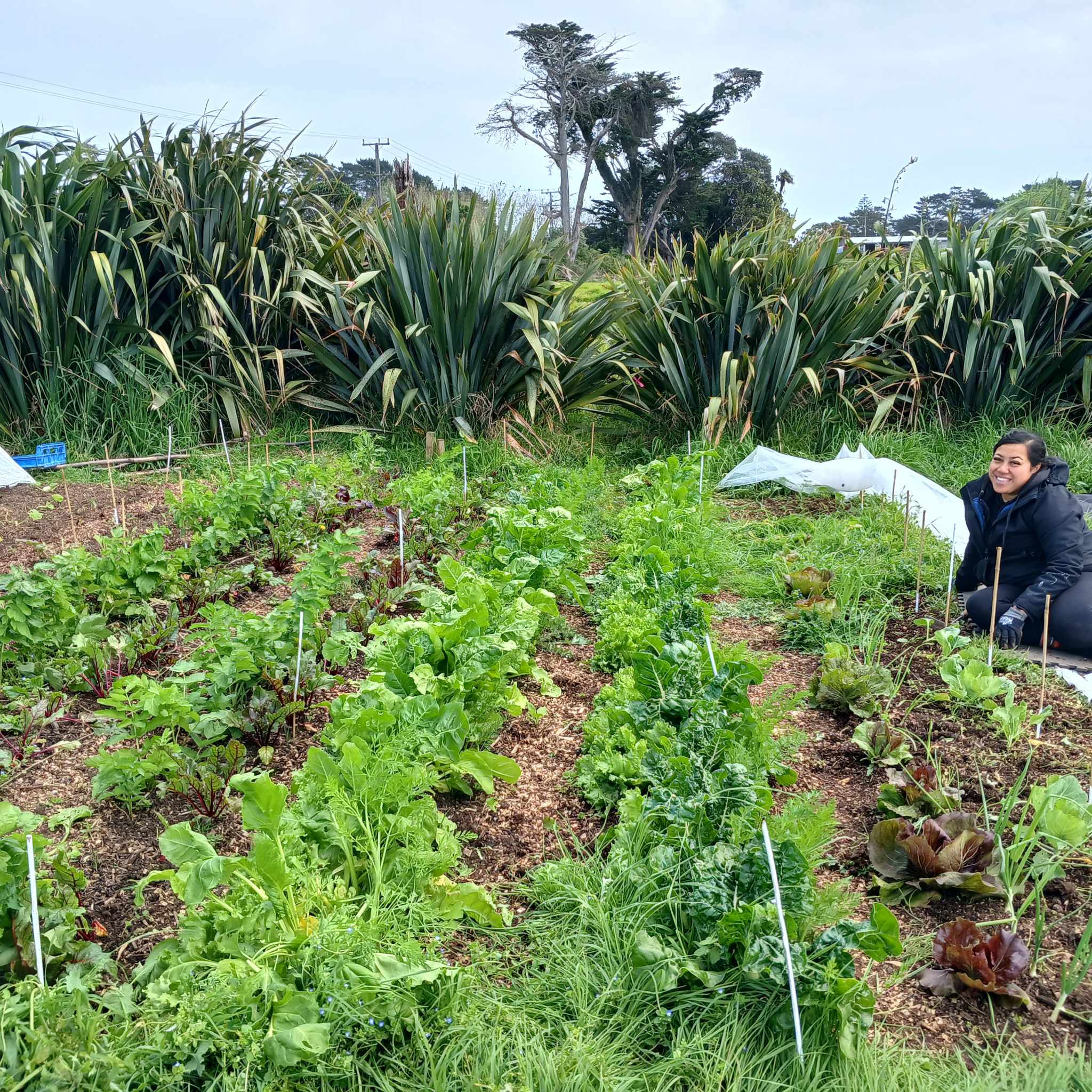 Ihumaatao Rākau Planting - Matariki
