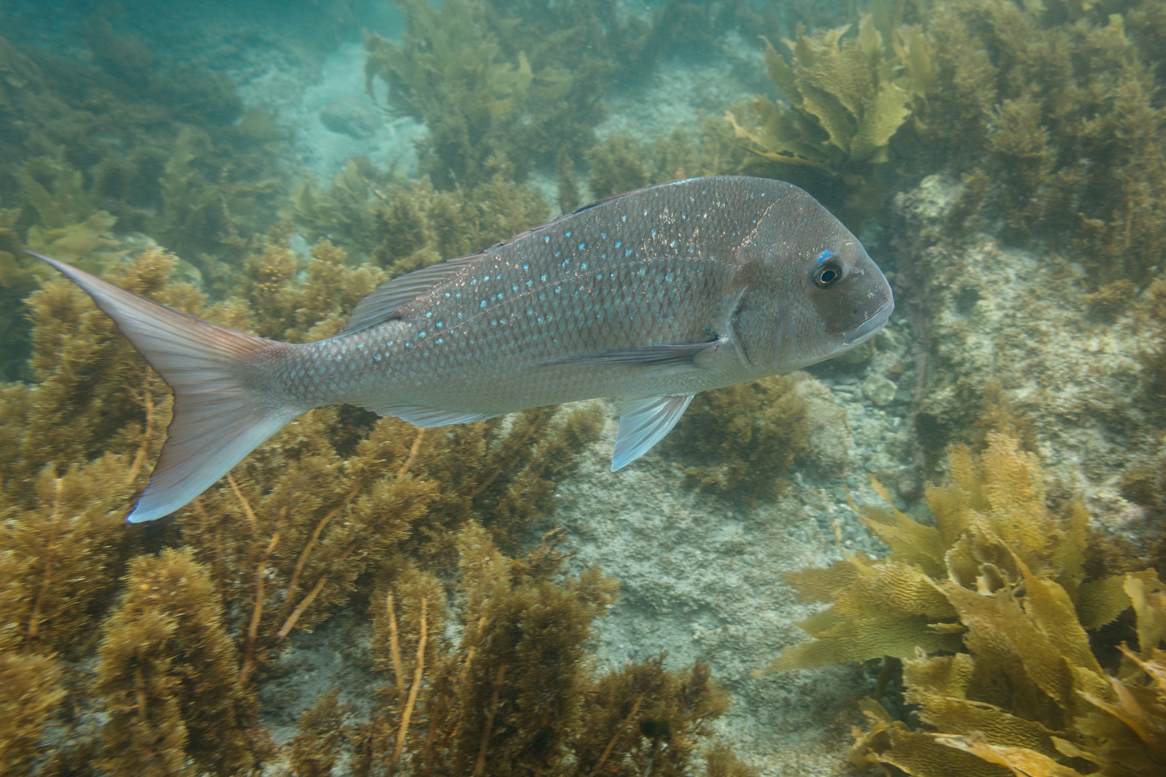 Puketāpapa Manu Aute Kite Day - Matariki
