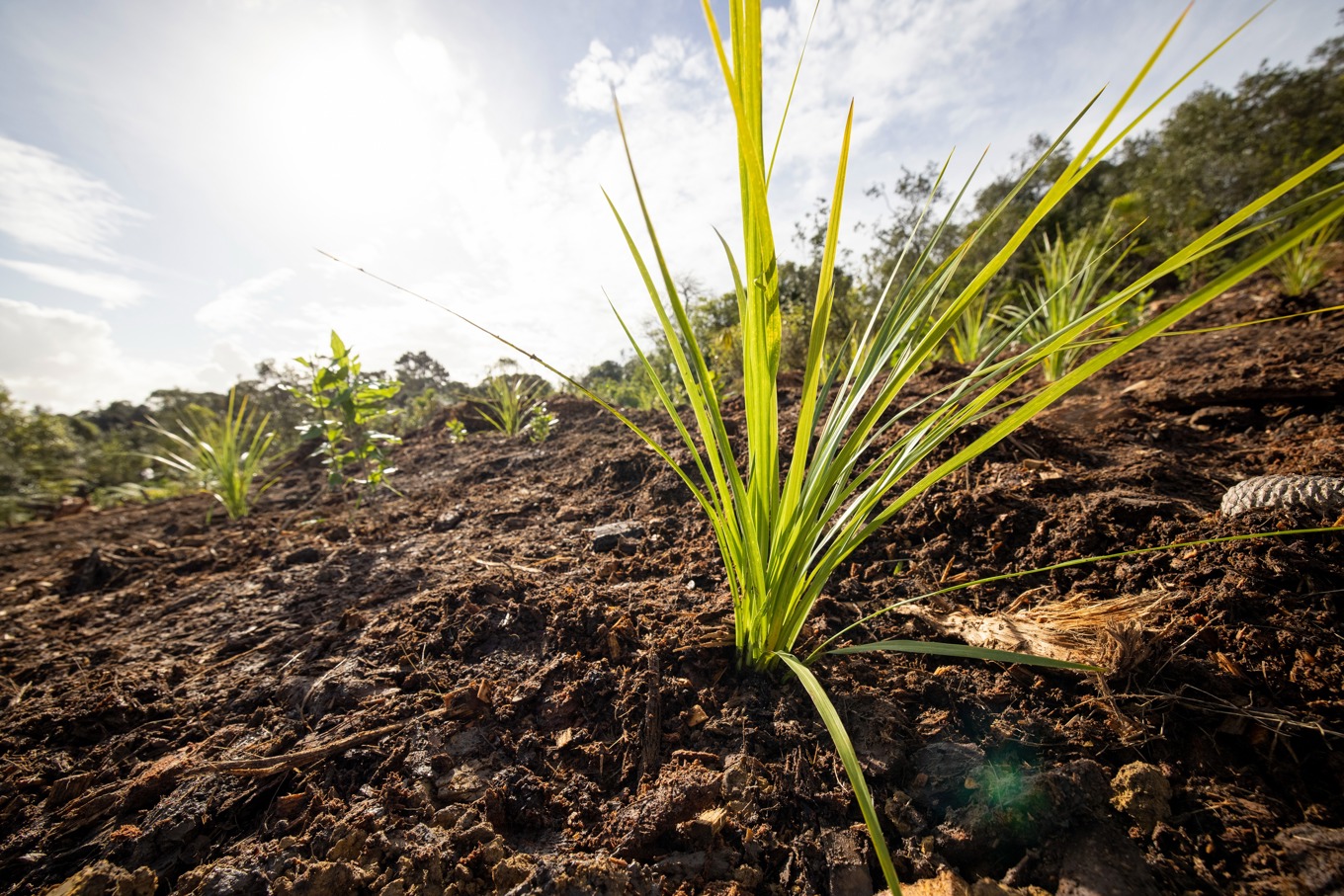 Community Planting at Hoteo North Domain, Wellsford - Matariki